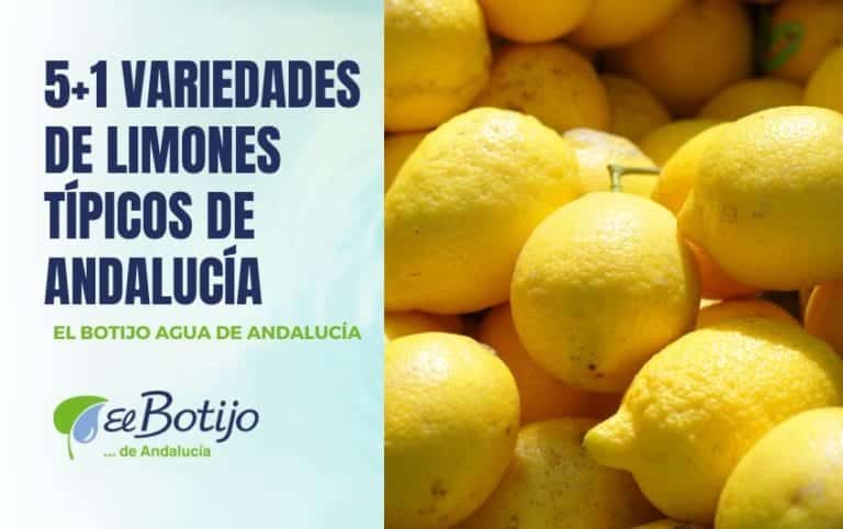5 + 1 variedades de limones típicos en Andalucía ¡Descúbrelas!